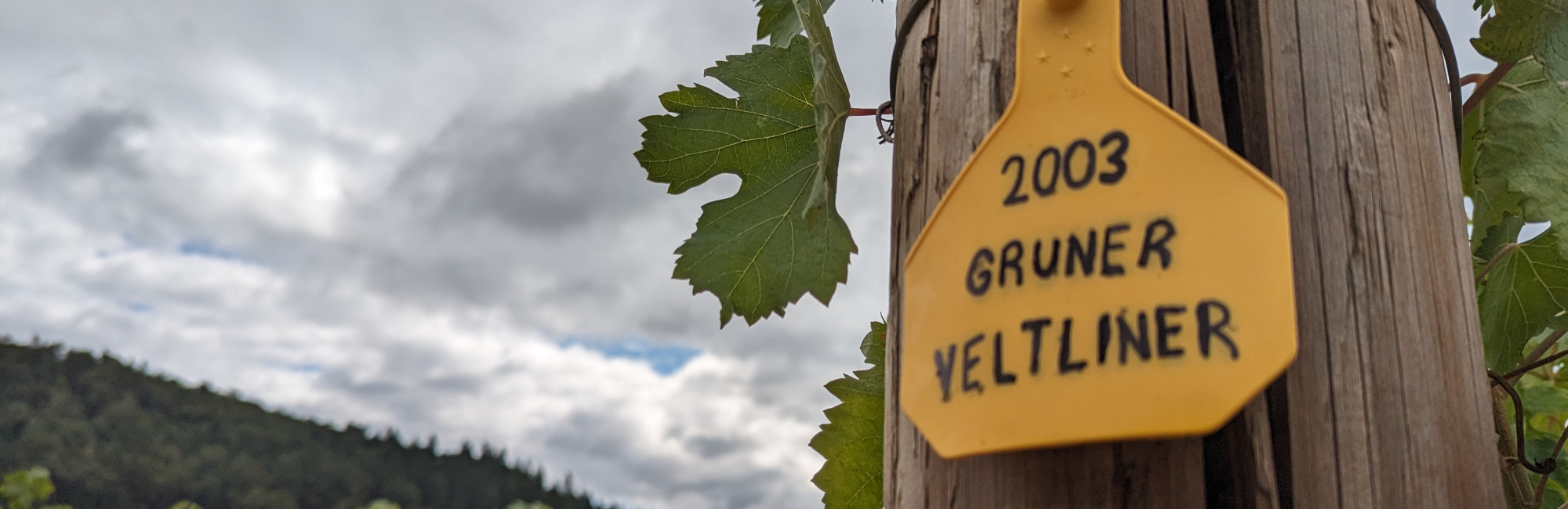 1st Gruner Veltliner in U.S. | Reustle Prayer Rock Vineyards